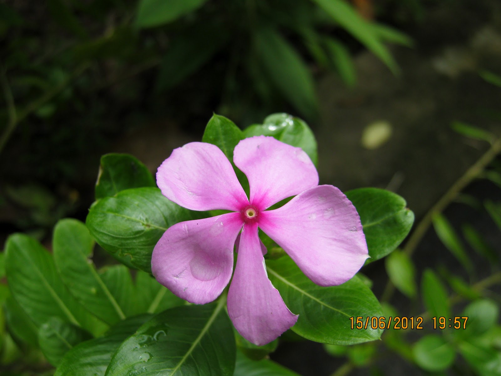 Nature shots: Rains and Greens-9